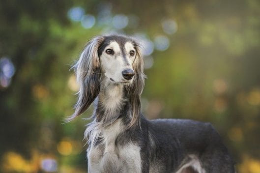 60 Best Dog Names Meaning Hope For Your Adorable Dogs 60-best-dog-names-meaning-hope-for-your-adorable-dogs