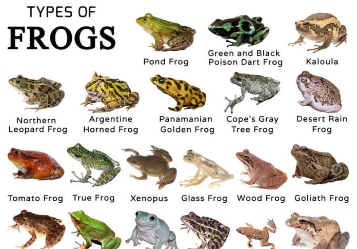 Frog Name Generator - Create The Best Name For Your Pet Frog