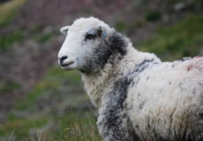 60+ Boy Sheep Names - Best Male Names For A Sheep!