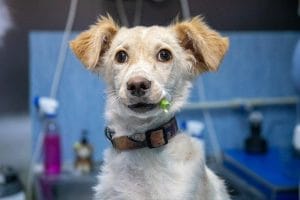 50+ Candy Inspired Dog Names - Sweet Male & Female Dog Name Ideas