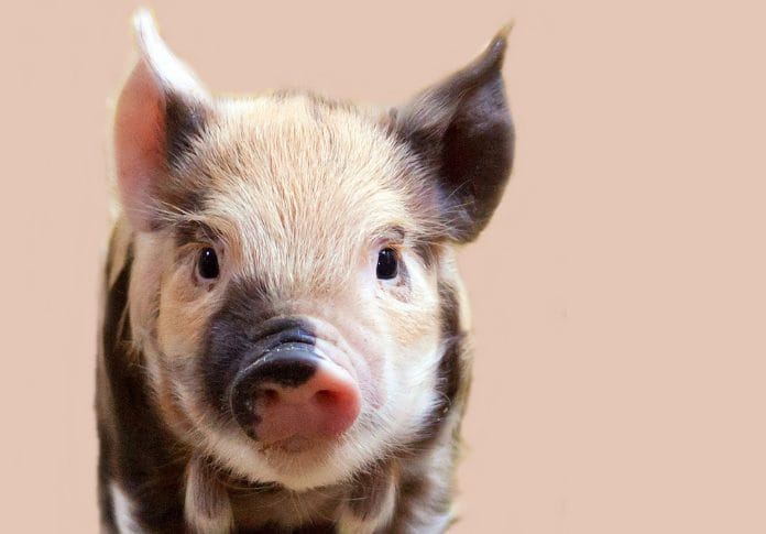 Best Female Pig Names - 230 Great Ideas For Naming Your Pet Pig - PetPress
