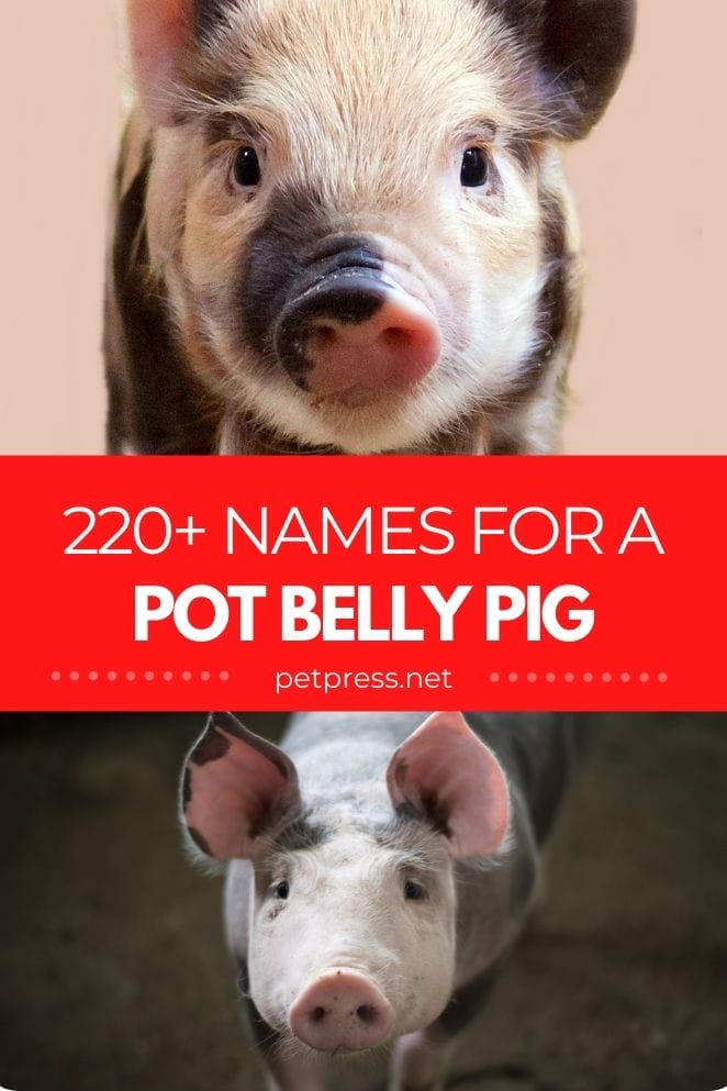 Pot Belly Pig Names - 220+ Best Names For A Pot-Bellied Or Mini Pig