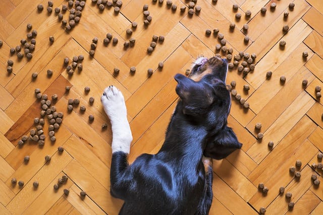 100+ Spices Inspired Dog Names - Unique Way To Name Your Dogs