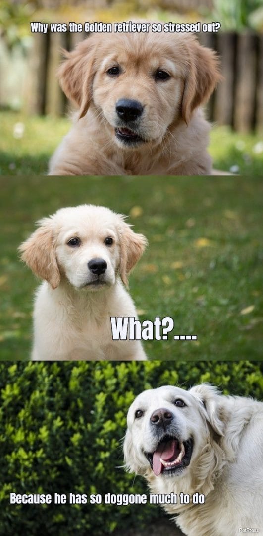 10+ Funny And Hilarious Golden Retriever Riddles