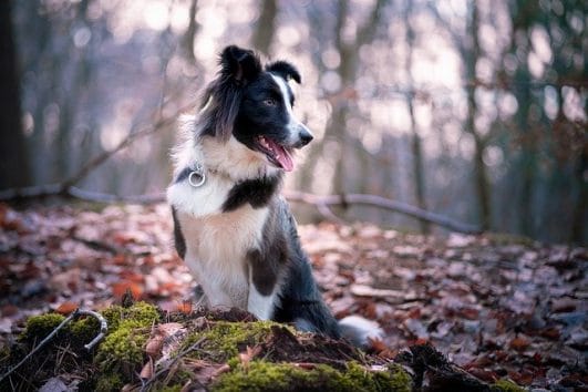 20+ most Obedient Dog Breeds That will Always Listen to You