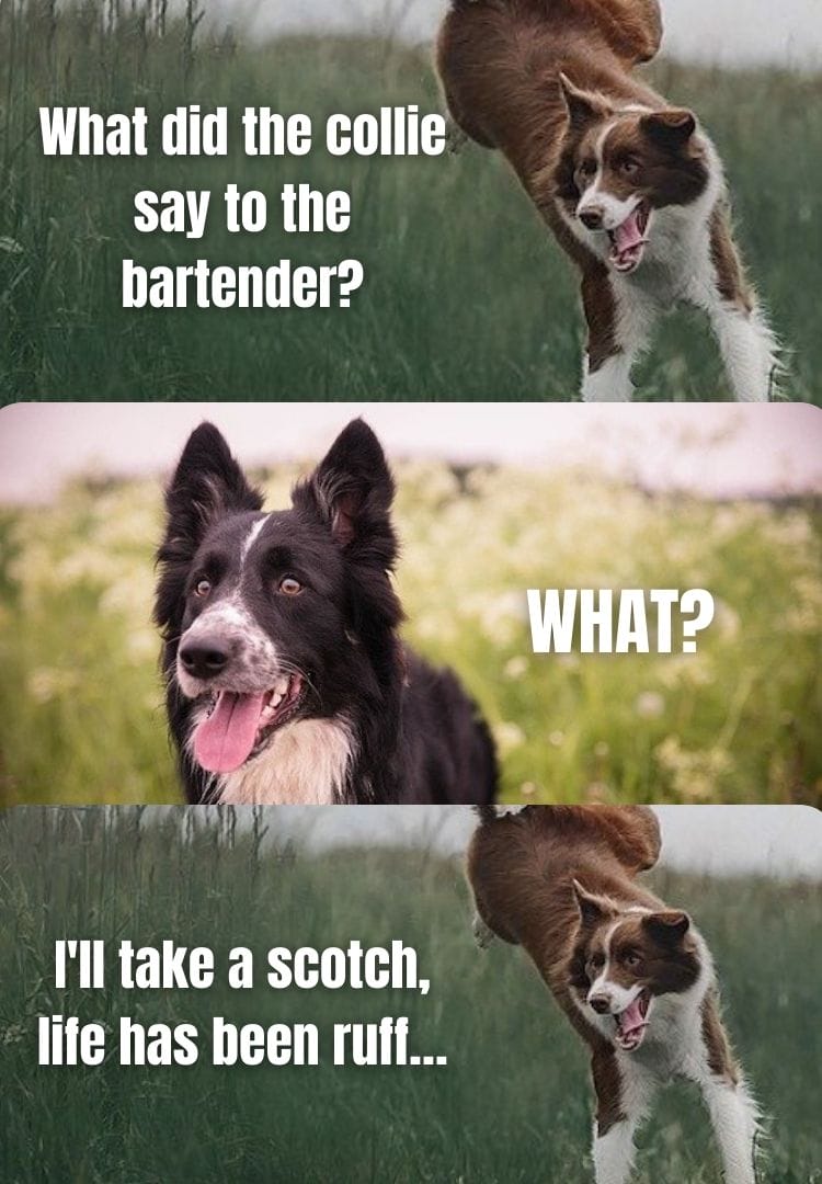 10 Border Collie Dog Jokes - Funny Puns With Border Collies