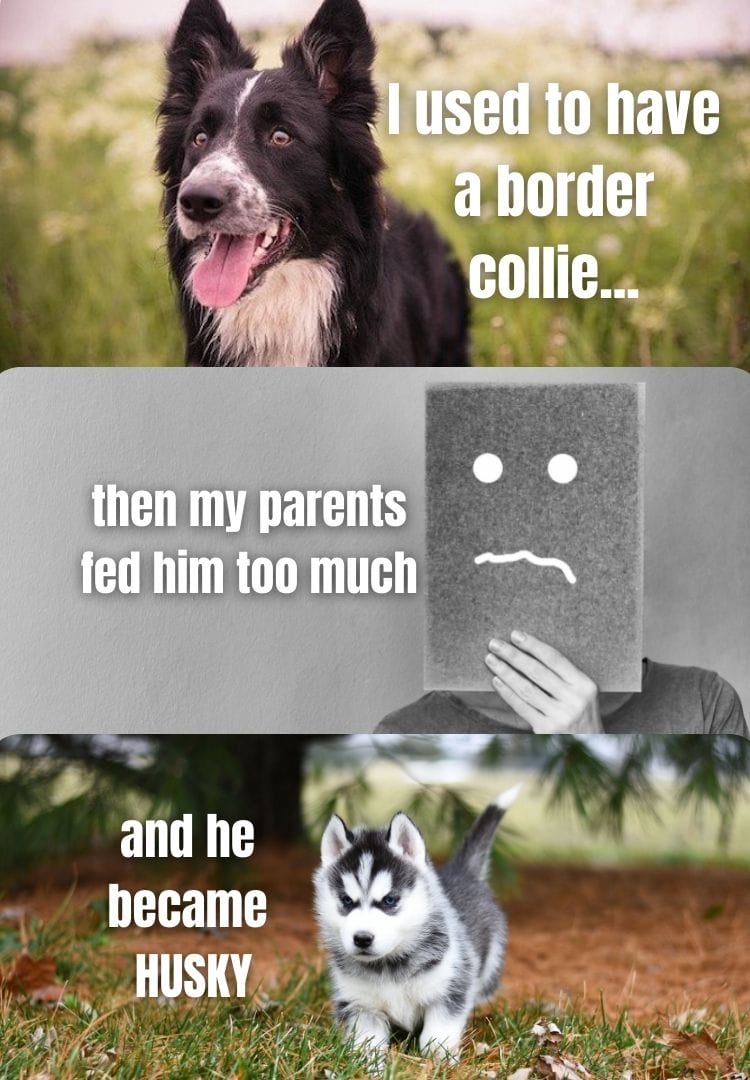 10 Border Collie Dog Jokes - Funny Puns With Border Collies