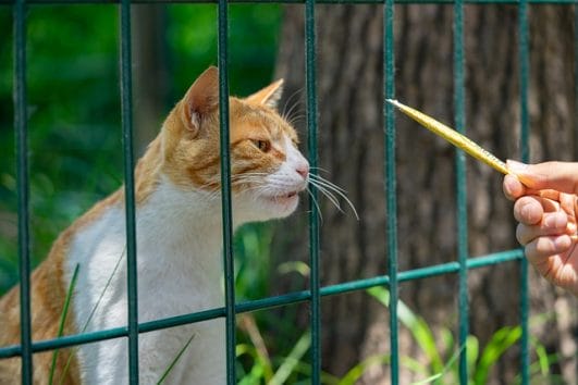 90 Candy Inspired Cat Names for Your Sweet Kittens