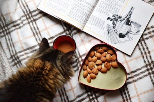 100+ Dessert Cat Names - Yummy Name Ideas For Your Kittens