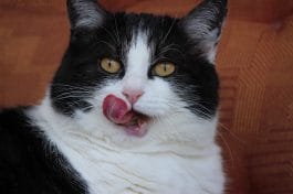 100+ Dessert Cat Names - Yummy Name Ideas For Your Kittens