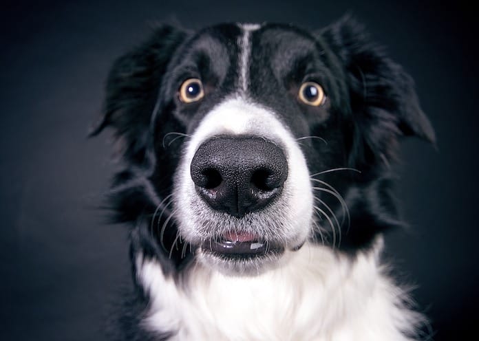10 Border Collie Dog Jokes - Funny Puns With Border Collies