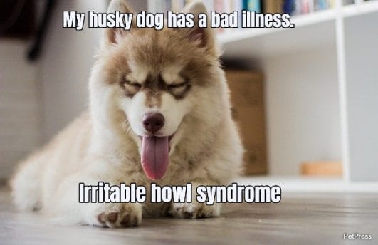10 Funny And Hilarious Husky Jokes That Will Make You Laugh