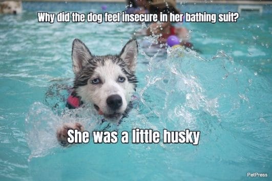 10 Funny And Hilarious Husky Jokes That Will Make You Laugh