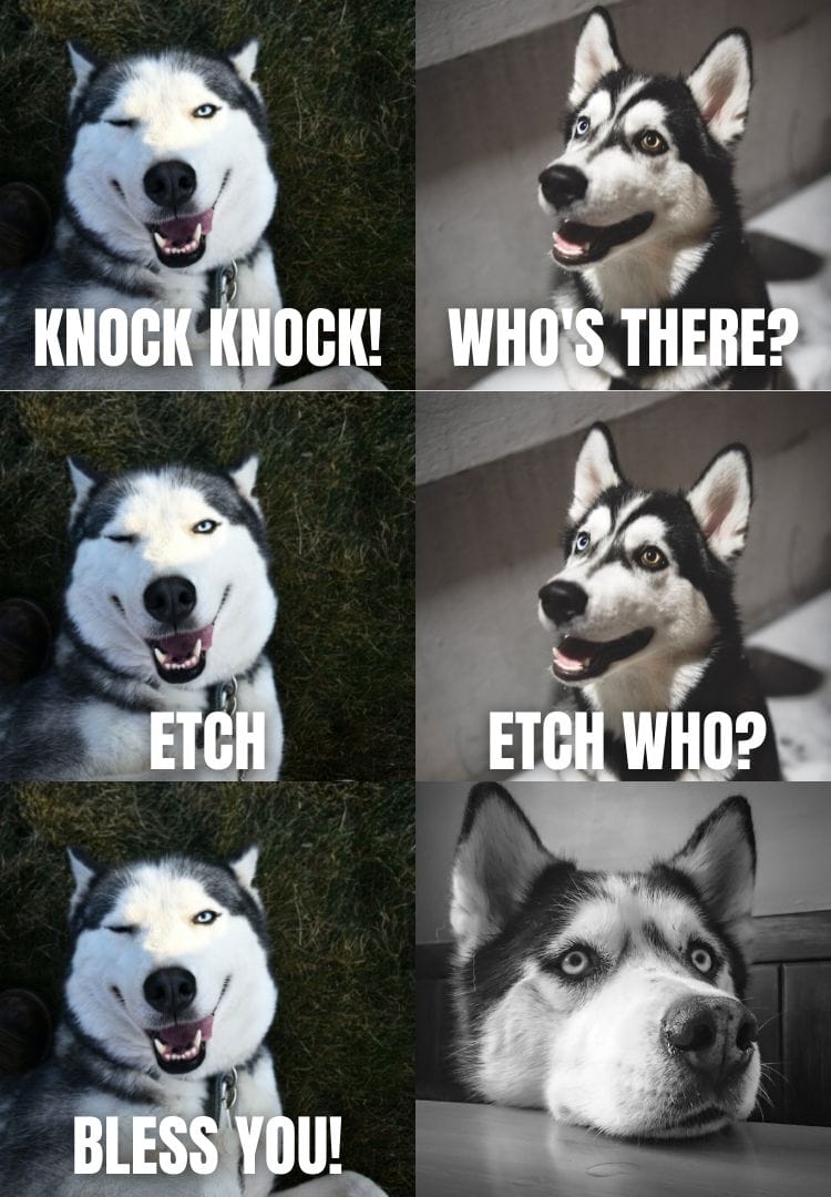 Top 10 Dog Knock-Knock Jokes That Are Really Funny