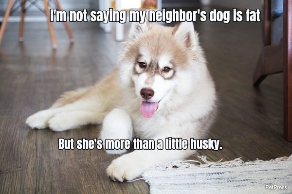 10 Funny And Hilarious Husky Jokes That Will Make You Laugh