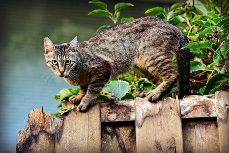90+ Japanese Food Inspired Cat Names For Cute Kittens