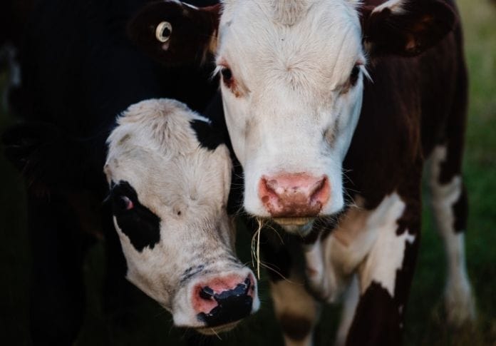 150+ Female Cow Names: The Best Names For Your Female Cattle