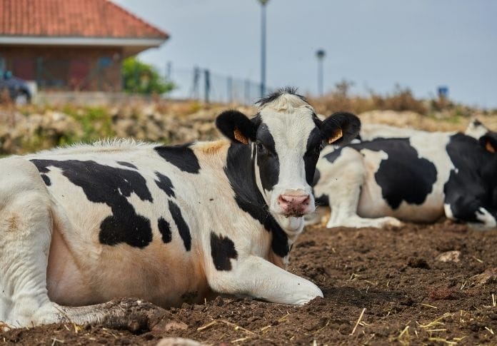 80+ Black & White Cow Names - Cow Names For A Black & White Cow