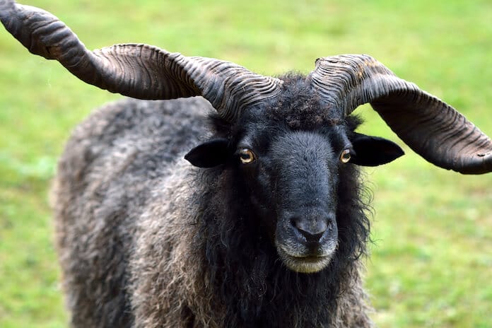 Buck Goat Names - 110+ Good Names For A Buck And Billy Goat