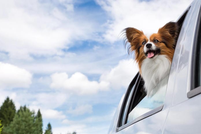 Cloud Dog Names - 50+ Good Cloud Related Names For A Pet Dog