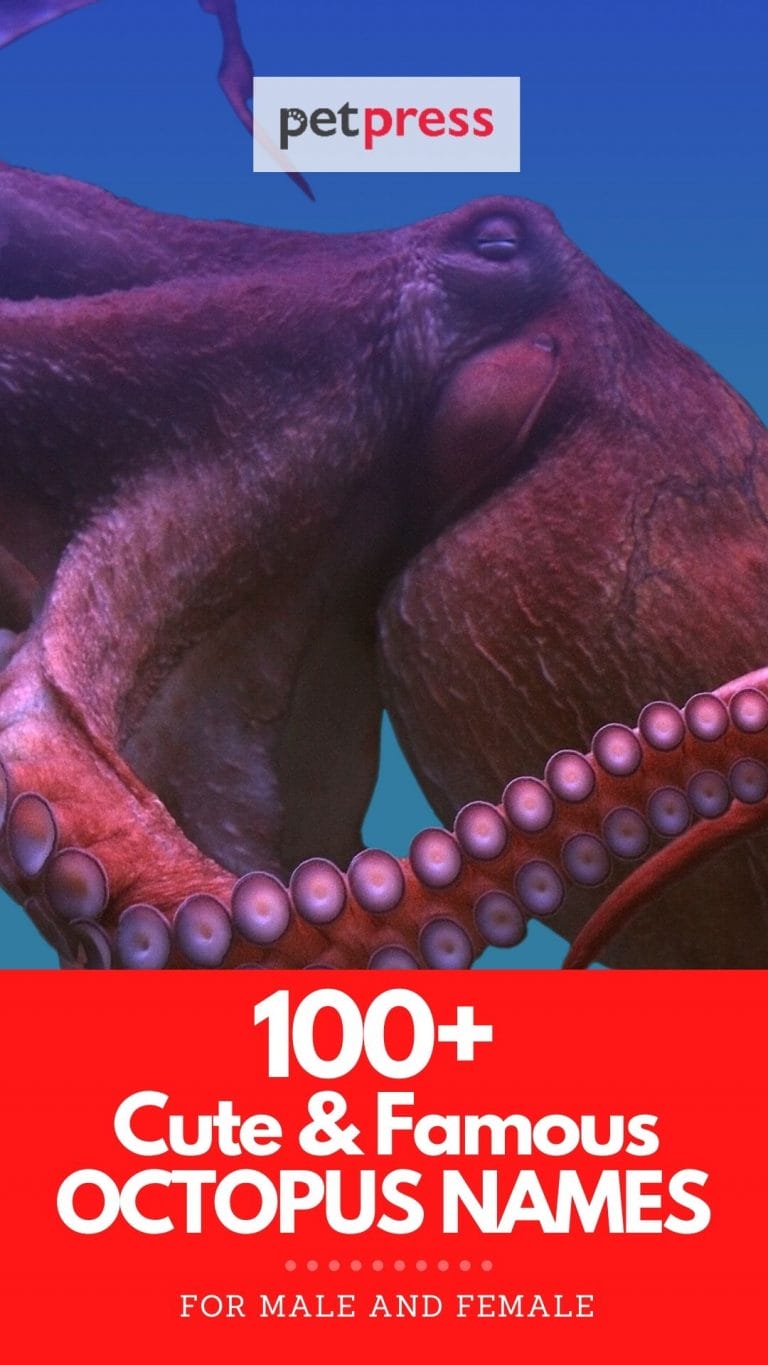 100+ Cute And Famous Octopus Names - Cute Names For An Octopus