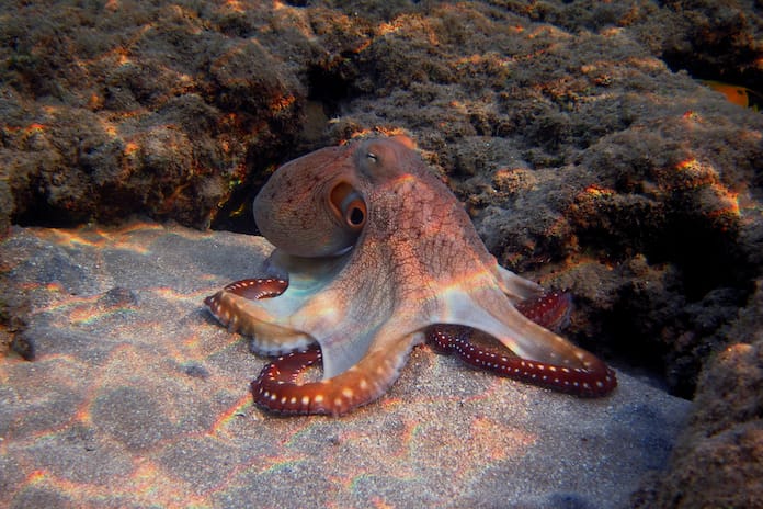 100+ Cute And Famous Octopus Names - Cute Names For An Octopus