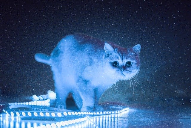 100+ Lunar Cat Names - Unique Cat Name Ideas Inspired By Moon
