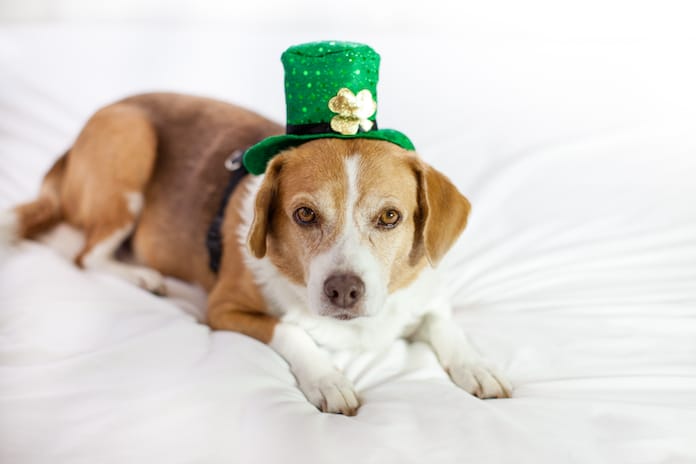 120+ Best Water Dog Names: Water-Themed Names for Dogs