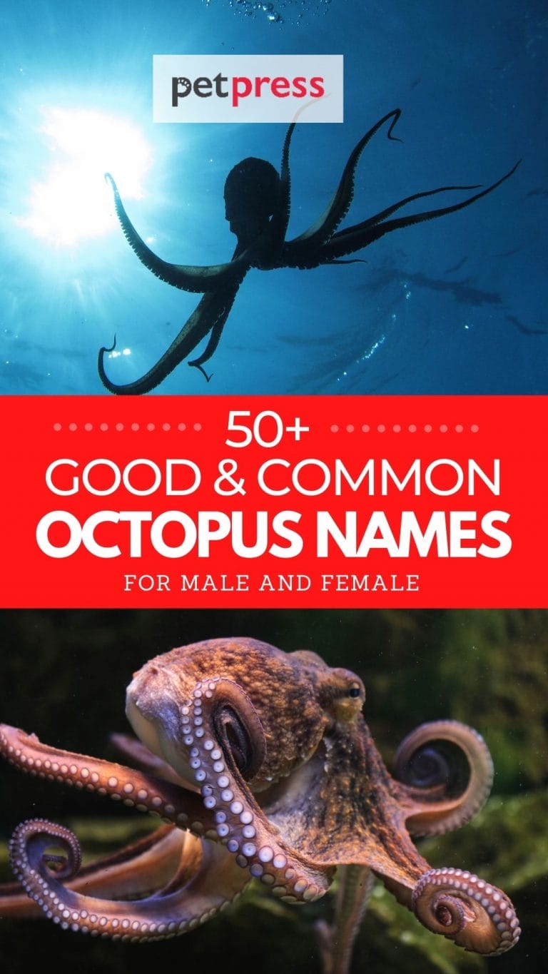 60+ Good Octopus Names - Common Octopus Male & Female Names