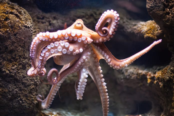 60+ Good Octopus Names - Common Octopus Male & Female Names