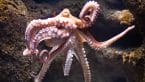 Octopus Names – Top 160+ Names For Your Pet Octopus