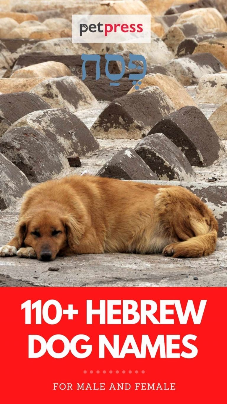 Hebrew Dog Names | 110+ Male & Female Dog Names In Hebrew