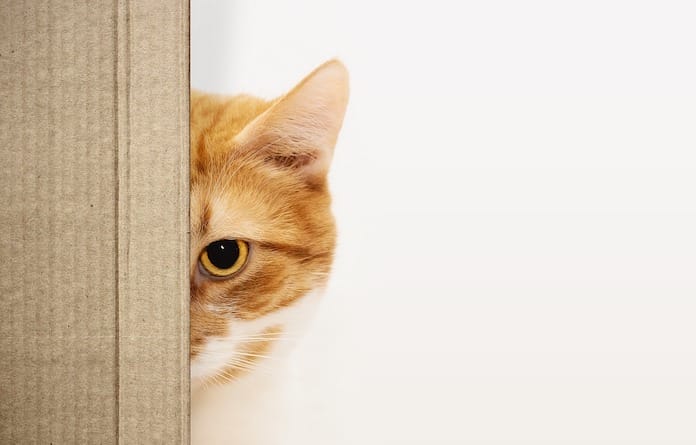 15 Interesting Cat Facts: Amazing Facts About Your Feline Friend