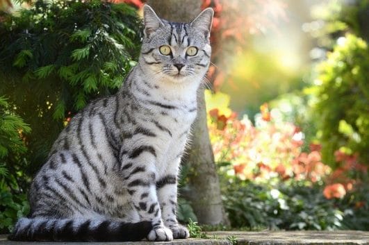200+ Best Pakistani Cat Names With Meanings For Your Cute Cats