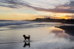 150 Ocean Dog Names - Ocean Related Dog Names For Male & Female