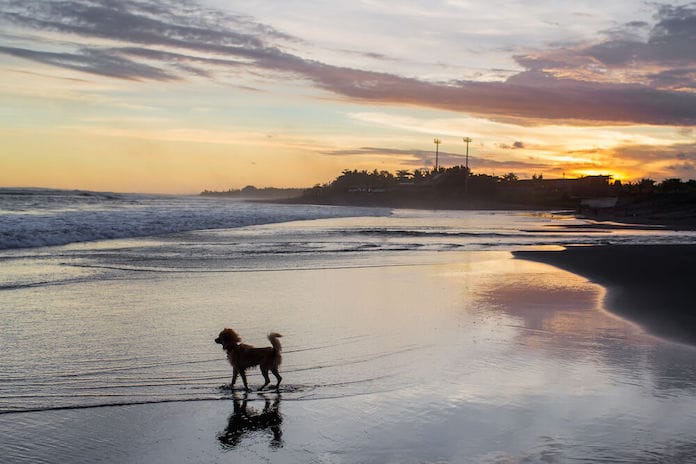 150 Ocean Dog Names Ocean Related Dog Names For Male Female 150-ocean-dog-names-ocean-related-dog-names-for-male-female