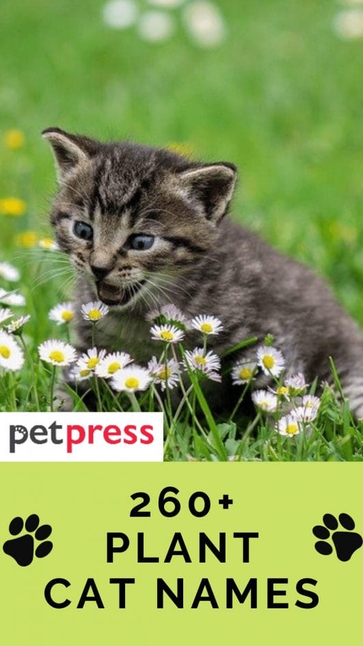 260+ Best Plant Inspired Cat Names - Unique Cat Name Ideas