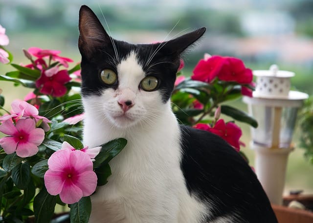 260+ Best Plant Inspired Cat Names - Unique Cat Name Ideas
