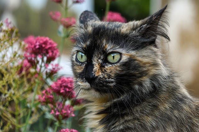 260+ Best Plant Inspired Cat Names - Unique Cat Name Ideas