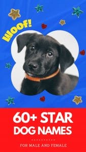 60+ Star Dog Names - Famous Dog Names Related To Stars