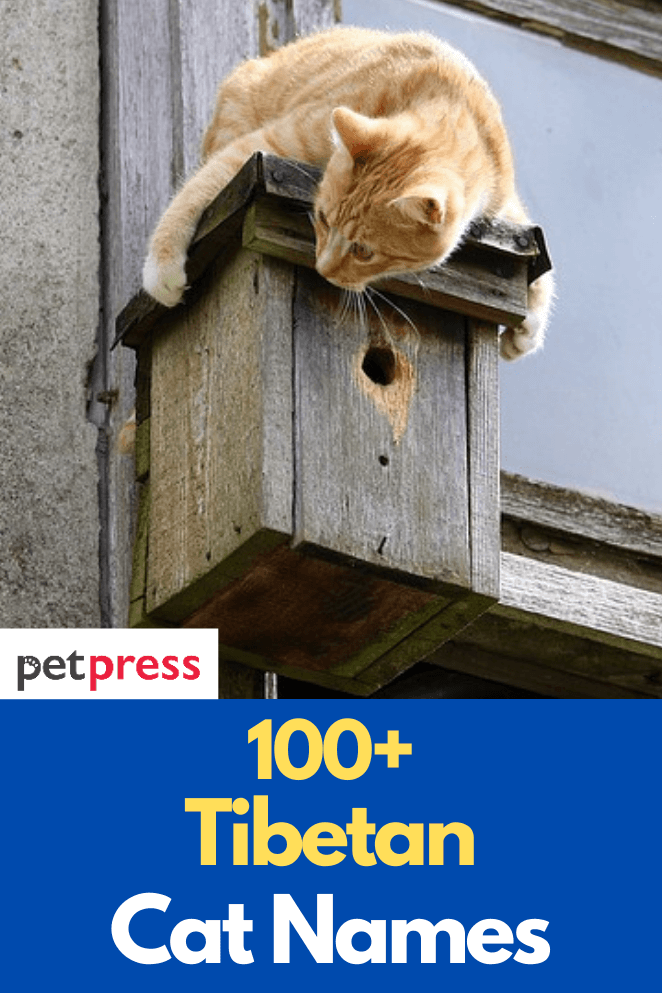 100+ Tibetan Cat Names - Unique Name Ideas For Your Cute Cats
