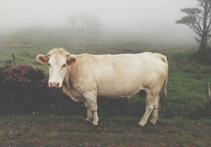 Top 80 Most Punny and Funny Cow Names - PetPress