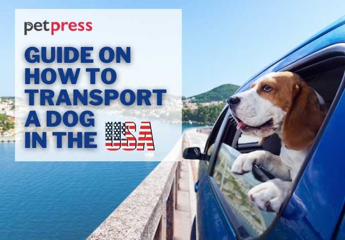 Guide On How To Transport A Dog In The USA | PetPress