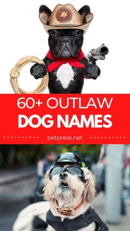 Top 60+ Outlaw Dog Names That Are Tough and Strong For A Puppy