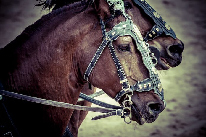 90+ Famous Roman Horse Names: Roman Names With Meanings