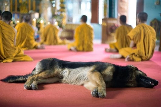 50+ Best Malay Dog Names - Name Ideas from Malaysian Language