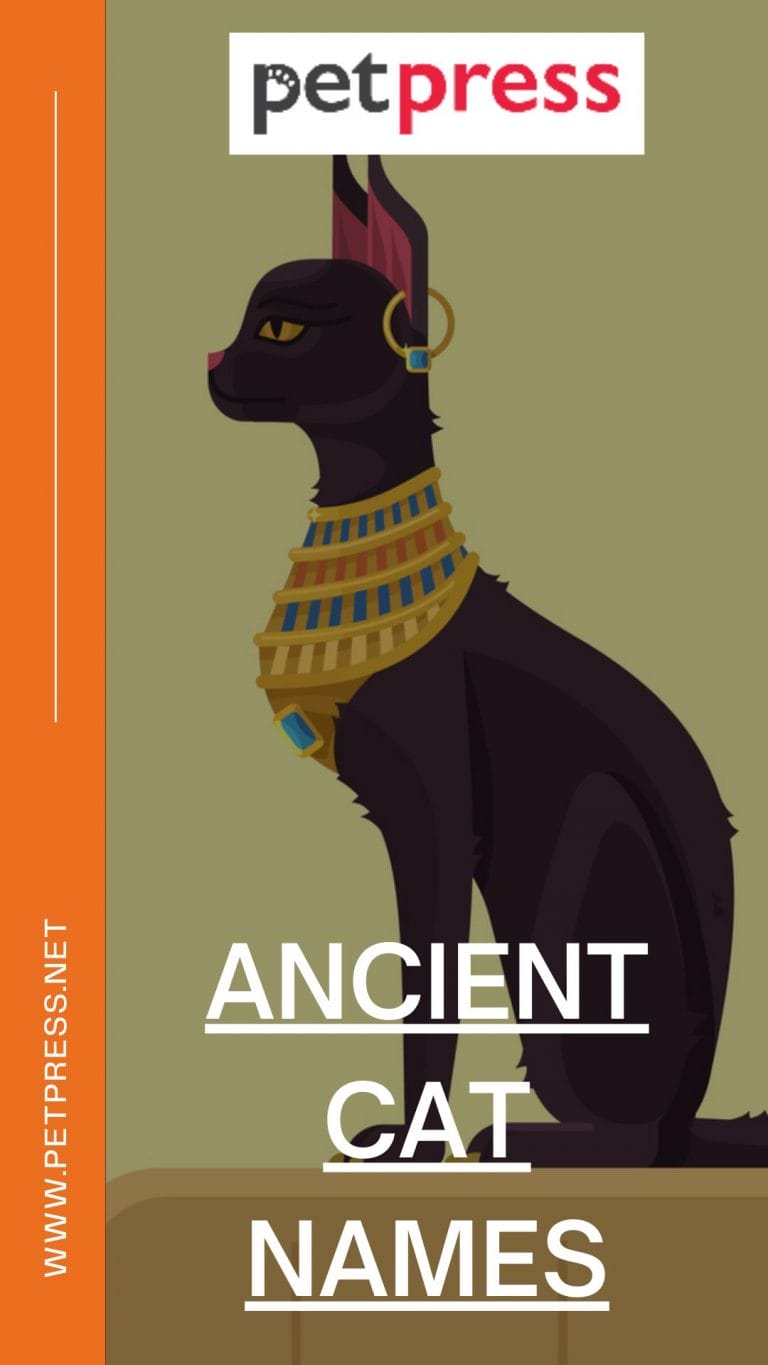 250+ Unique Ancient Cat Names Inspired By Ancient Civilization - PetPress