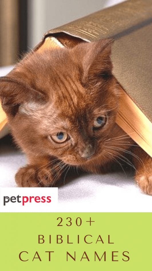 230+ Best Biblical Cat Names With Meanings For Your Adorable Kittens