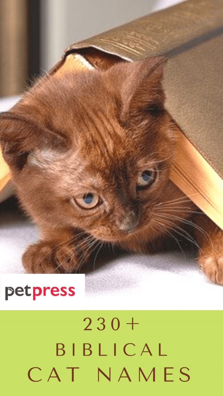 230+ Best Biblical Cat Names With Meanings For Your Adorable Kittens