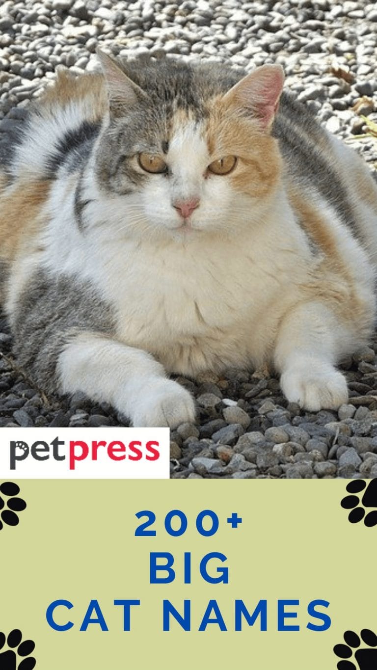 200+ Unique Big Cat Names For Your Cute Fat Cats